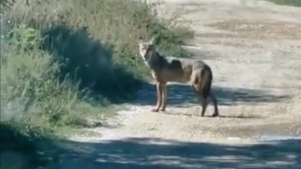 Vuk se spustio u Brnaze i Glavice - FERATA